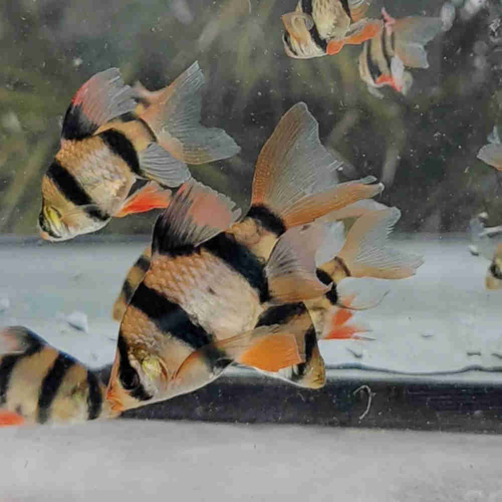 Longfin Tiger Barb Available - Roxy Aquarium