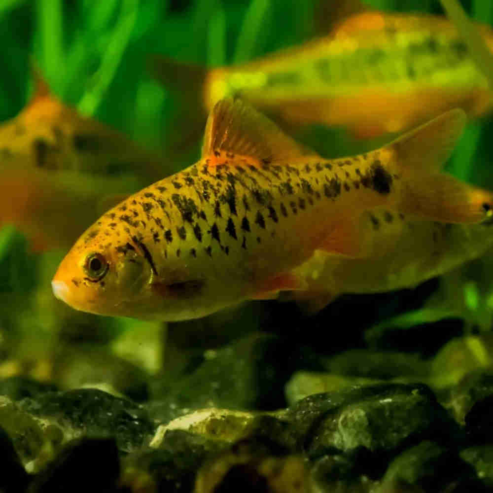 Neon Golden Barb Available - Roxy Aquarium
