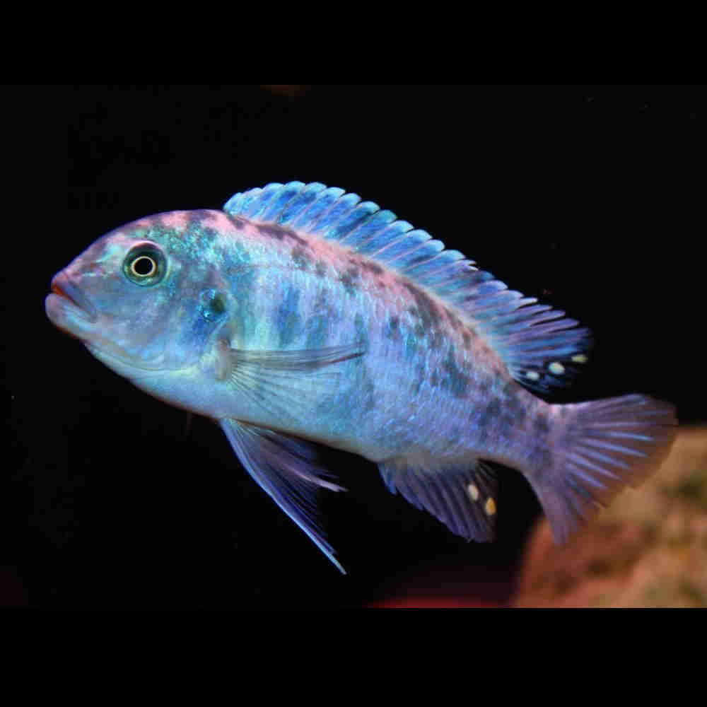 OB Blueberry Zebra Cichlid - Roxy Aquarium