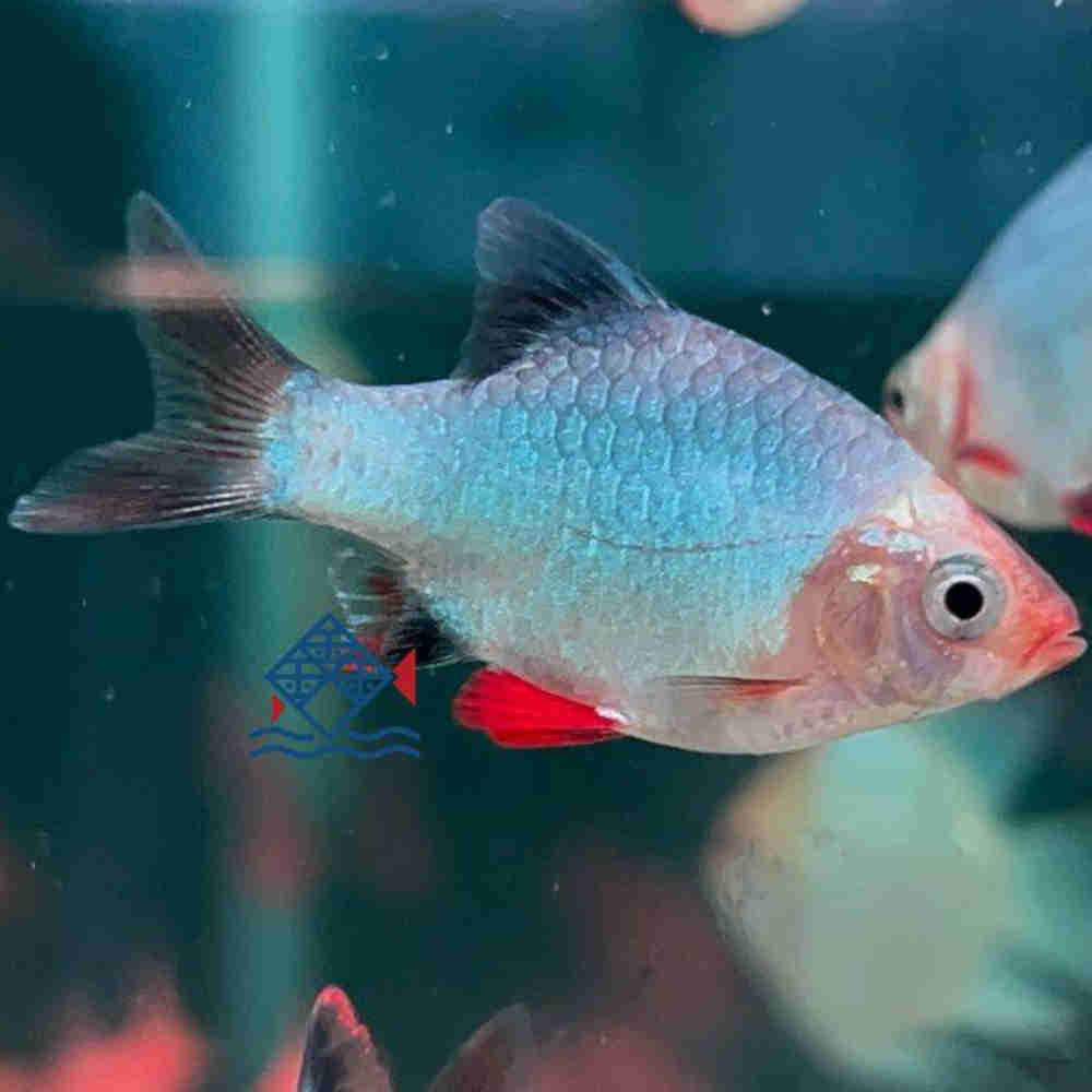 Platinum Green Tiger Barb - Roxy Aquarium