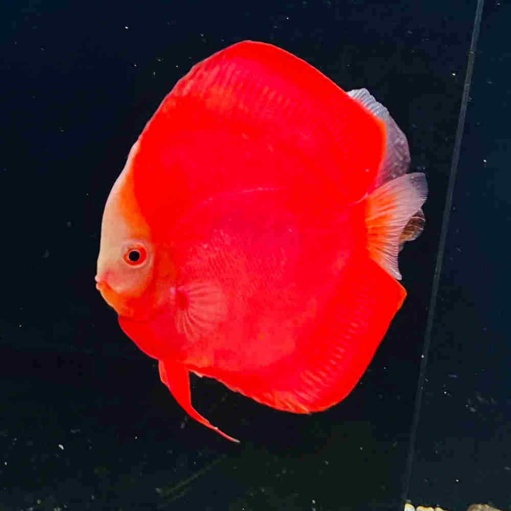 Red Valentine Discus Available - Roxy Aquarium