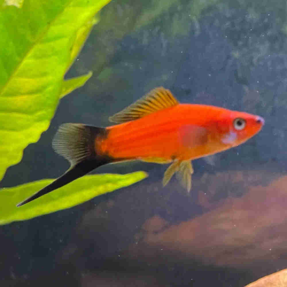 Red Wagtail Swordtail - Roxy Aquarium