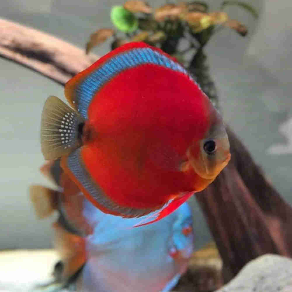 Rose Red Discus Available - Roxy Aquarium