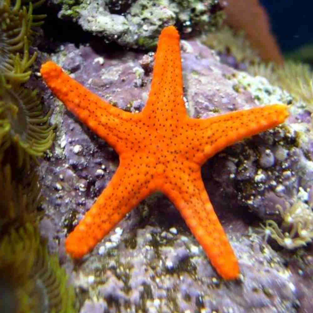 Orange Starfish - Roxy Aquarium