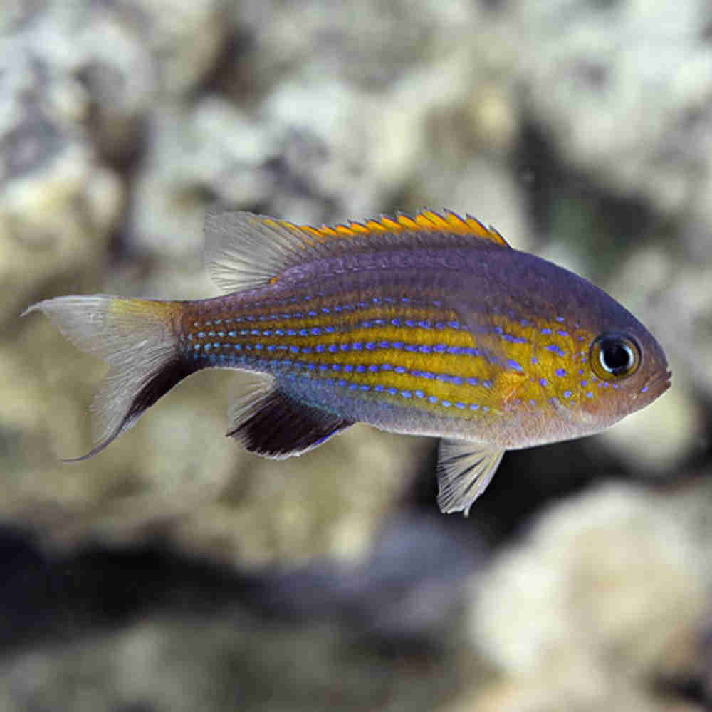 Vanderbilts Chromis - Roxy Aquarium