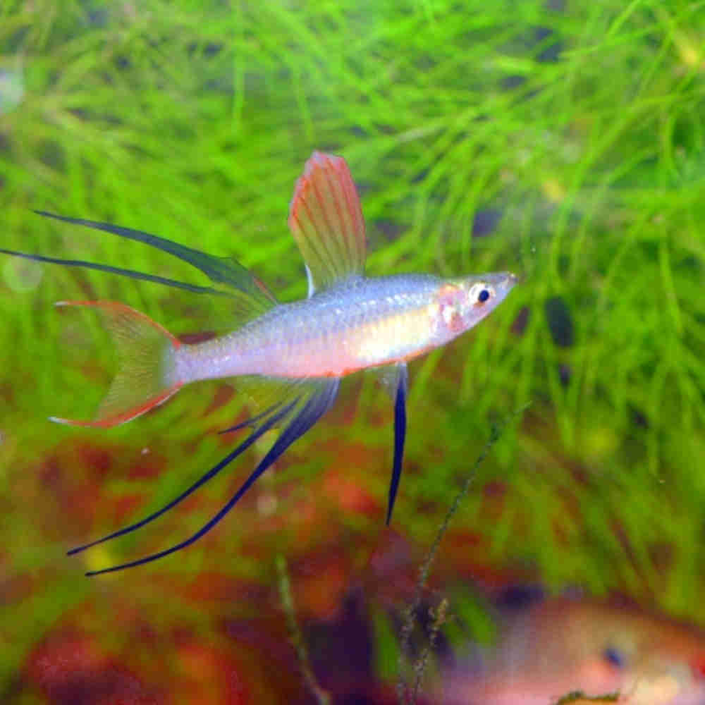 Werneri Threadfin Rainbowfish Female - Roxy Aquarium