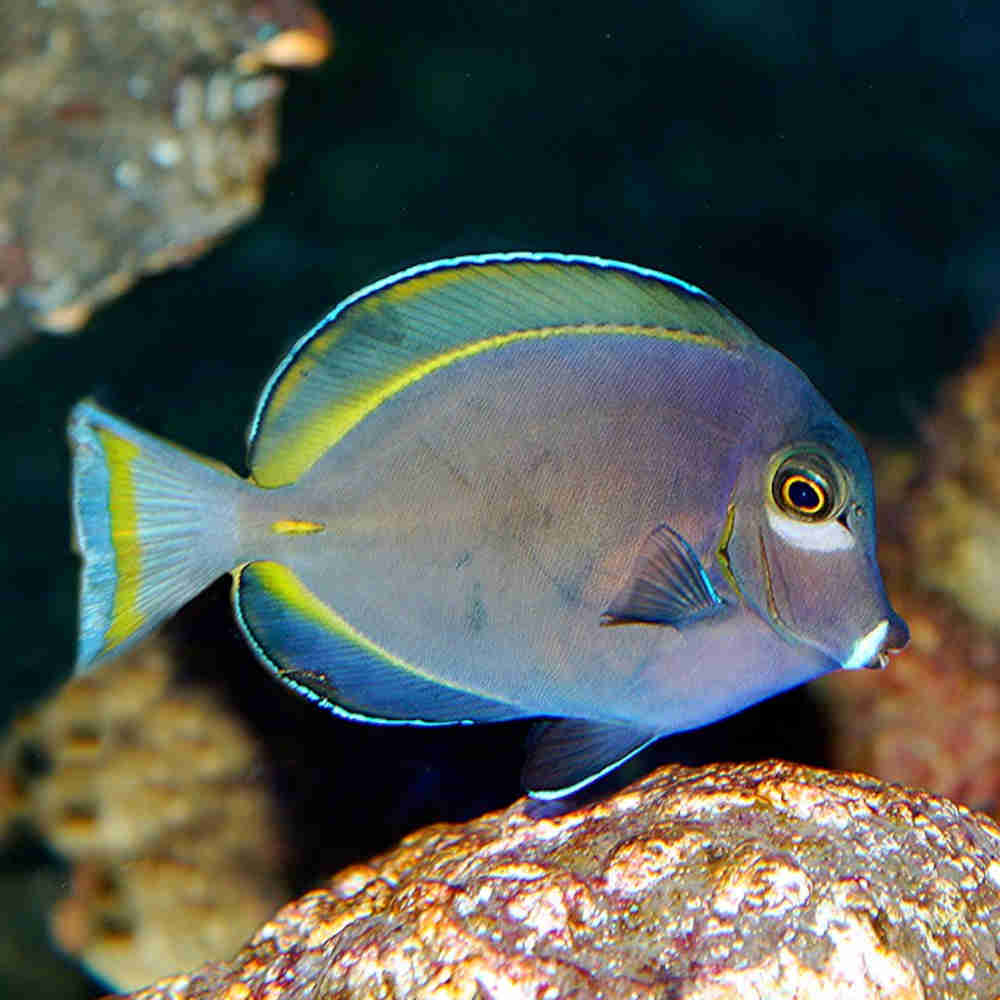 White Cheek Surgeon Tang - Roxy Aquarium