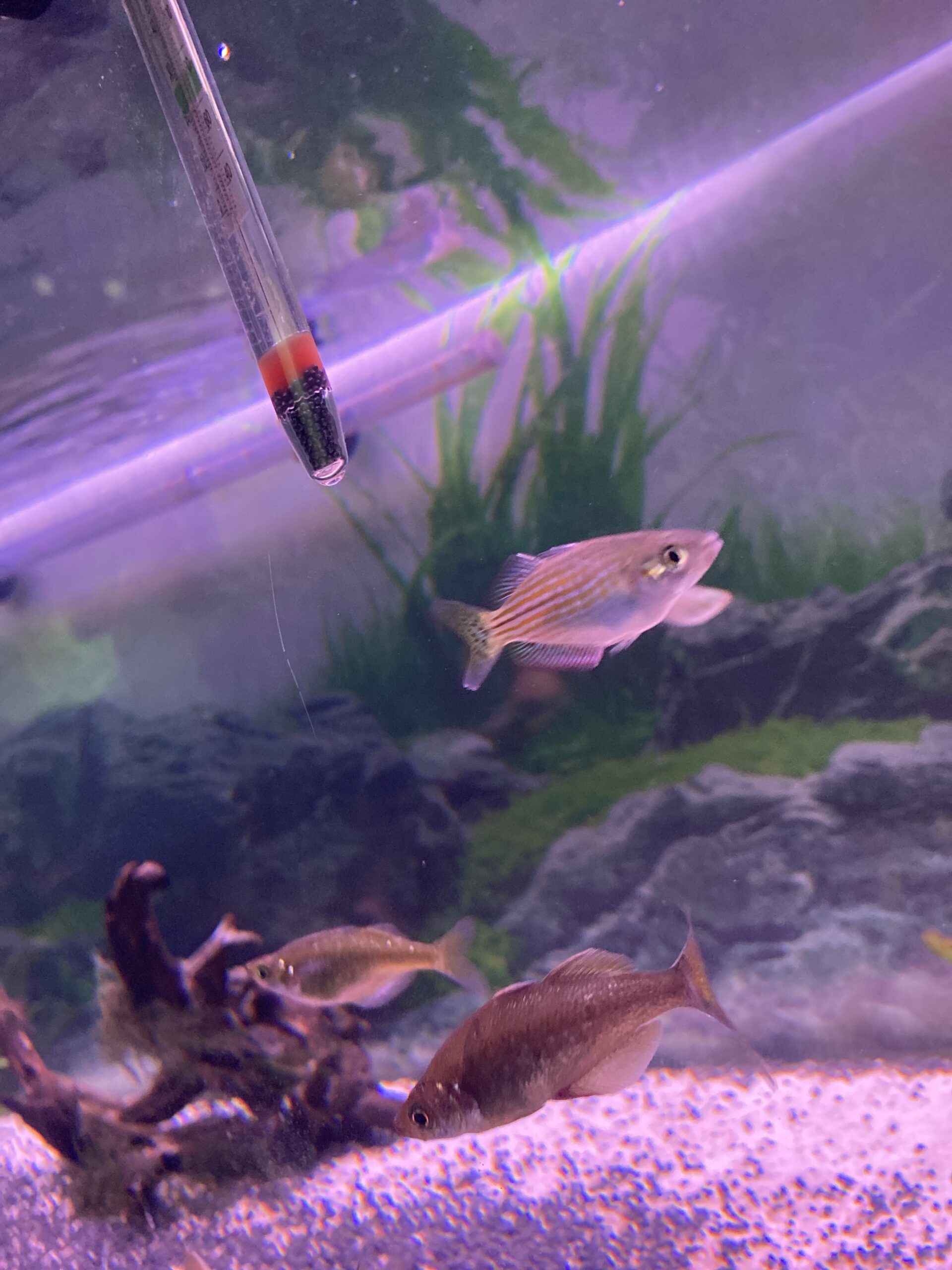 Checkered Mary River Rainbowfish - Roxy Aquarium