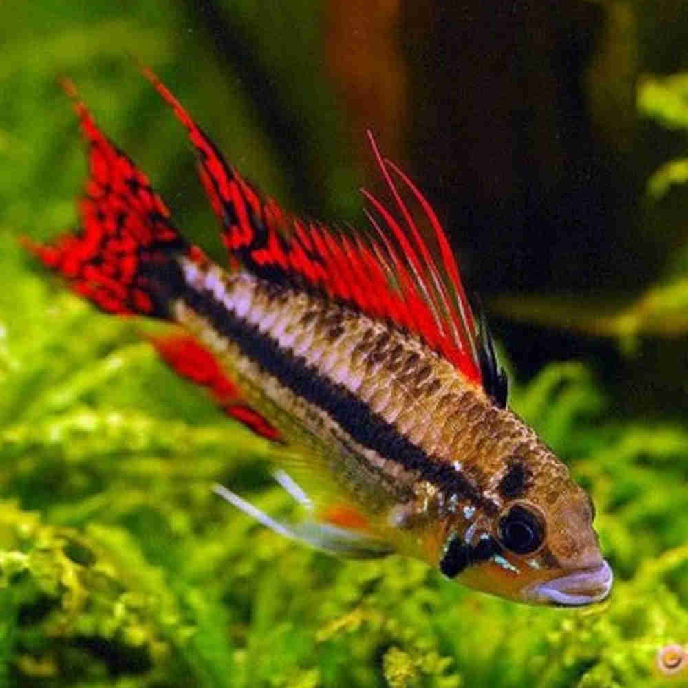 Apistogramma Cacatuoides Super Red - Roxy Aquarium