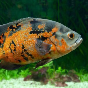 Oscars - Live Fish - Roxy Aquarium