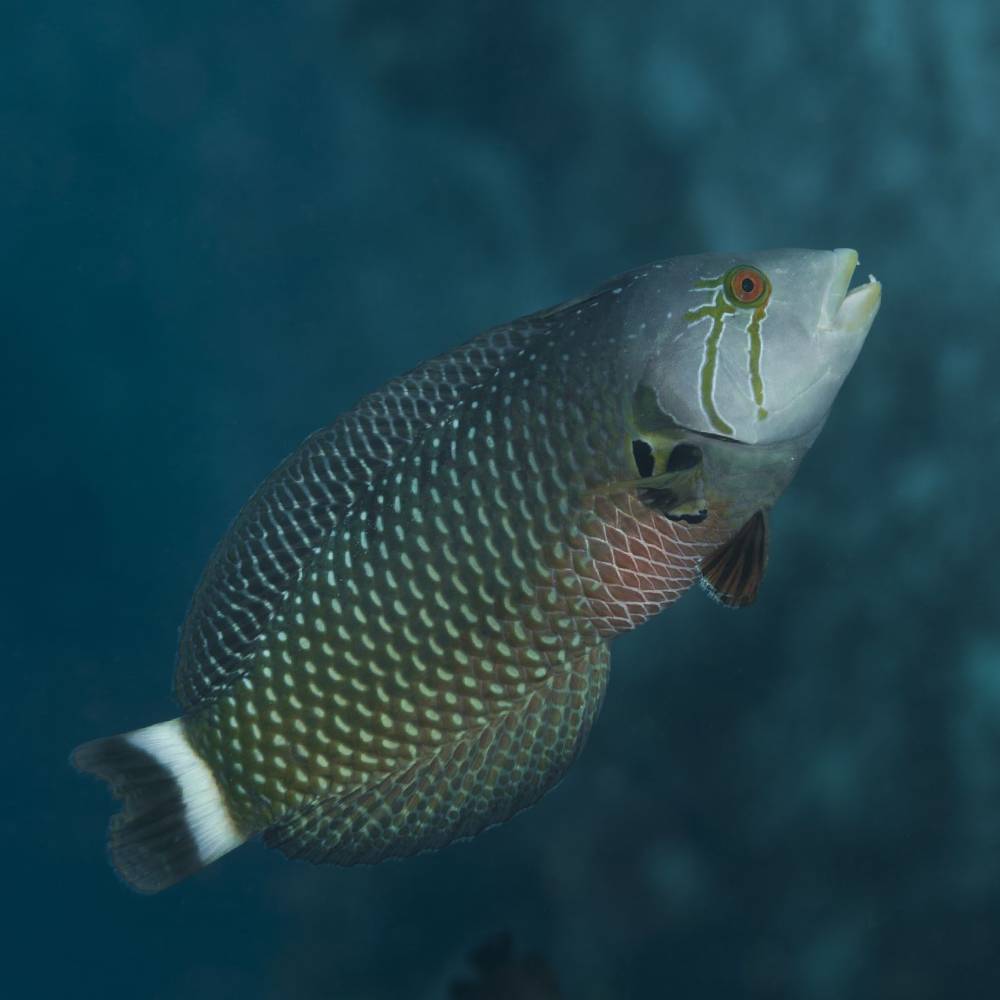 Dragon Wrasse - Roxy Aquarium