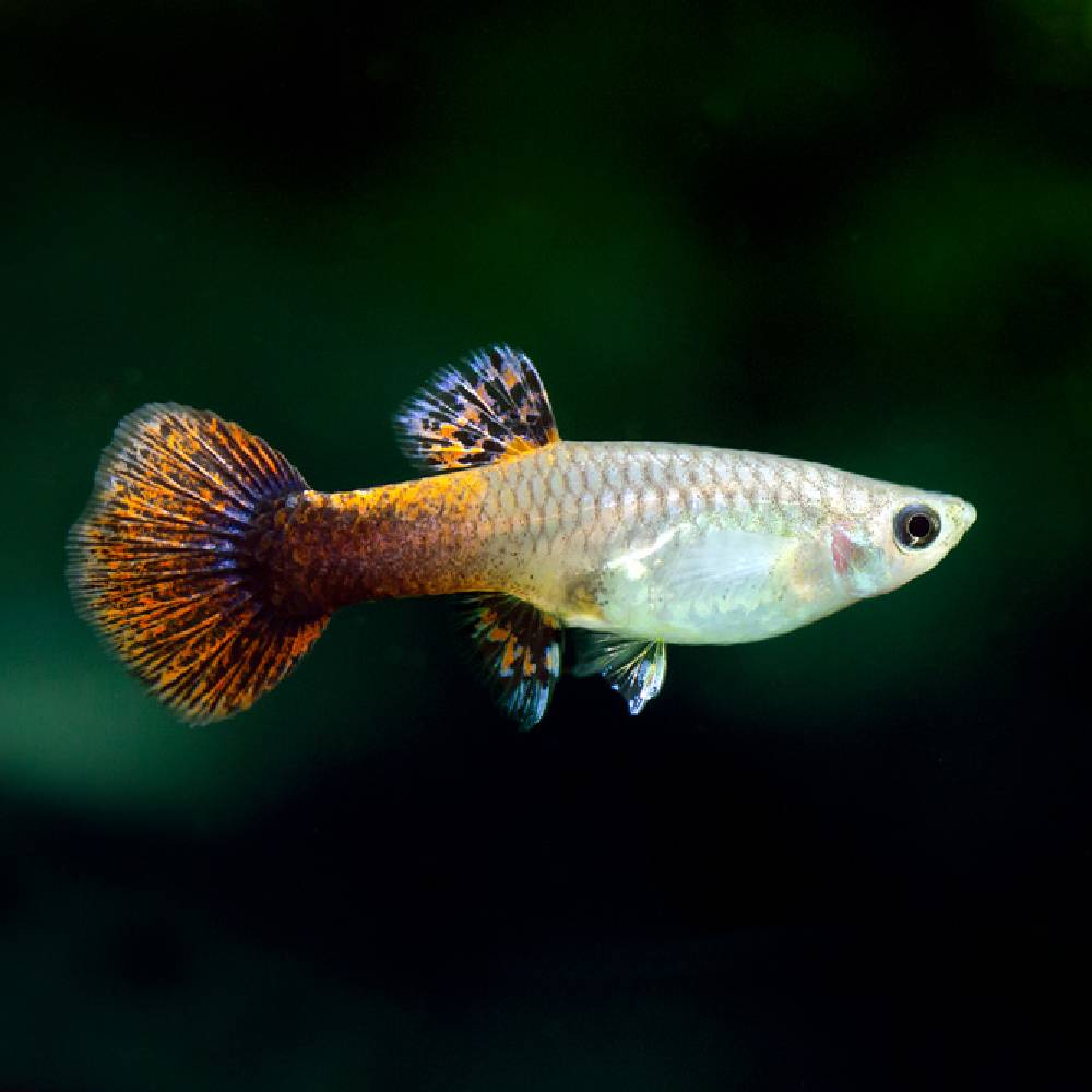 Fancy Female Guppy - Roxy Aquarium