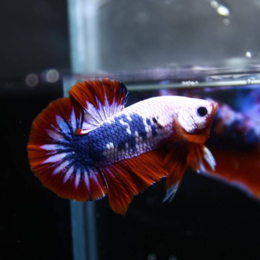 Fancy PK Betta - Roxy Aquarium