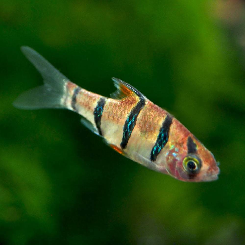 Five Banded Barb - Roxy Aquarium