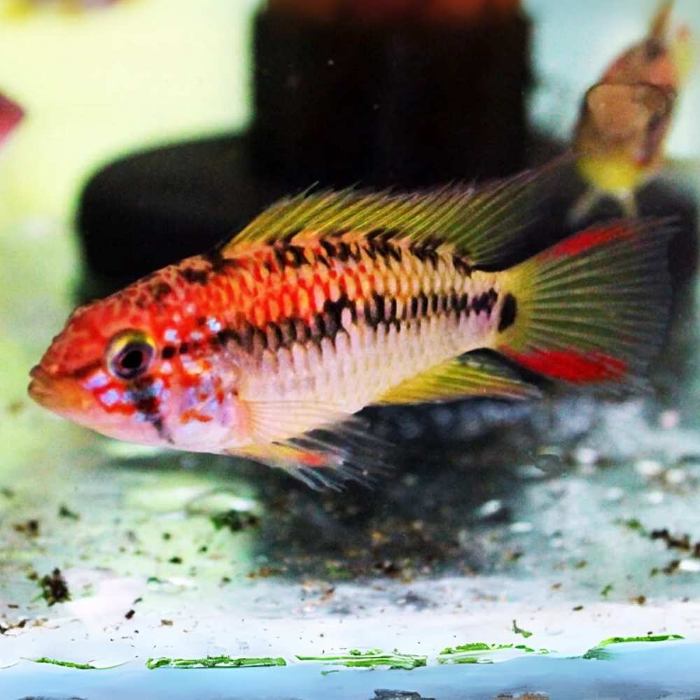 Apistogramma Macmasteri Super Red - Roxy Aquarium