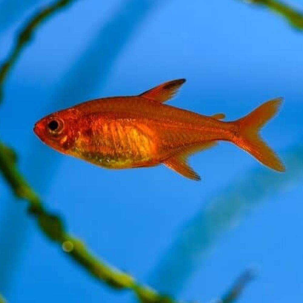 Fire Ember Tetra - Roxy Aquarium
