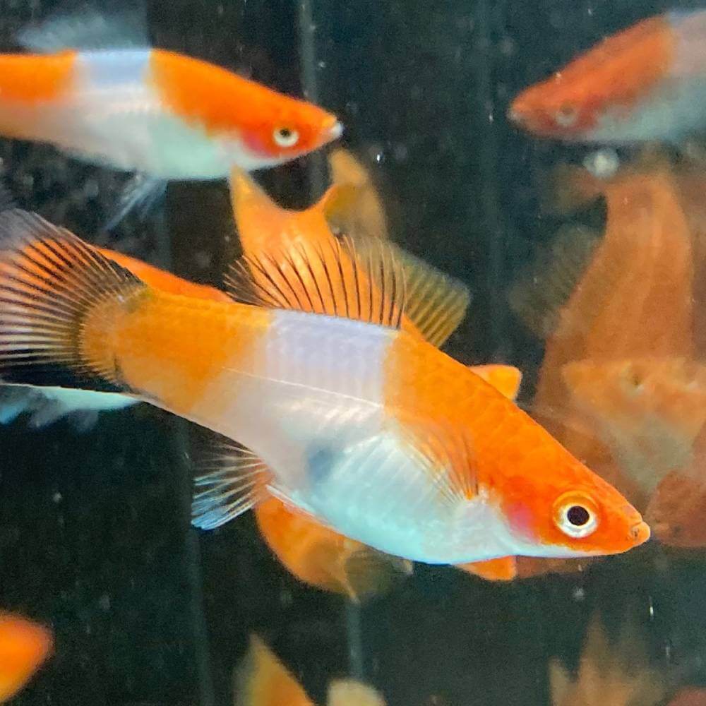 Kohaku Koi Swordtail Wagtail - Roxy Aquarium