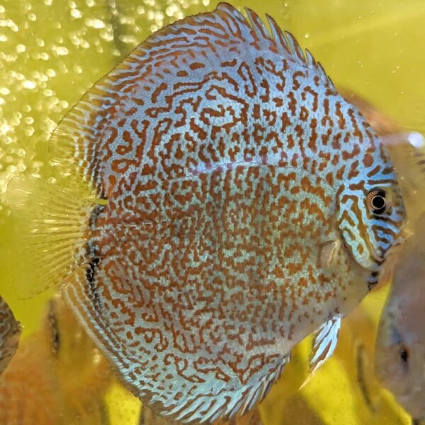 Discus Fish For Sale - Roxy Aquarium