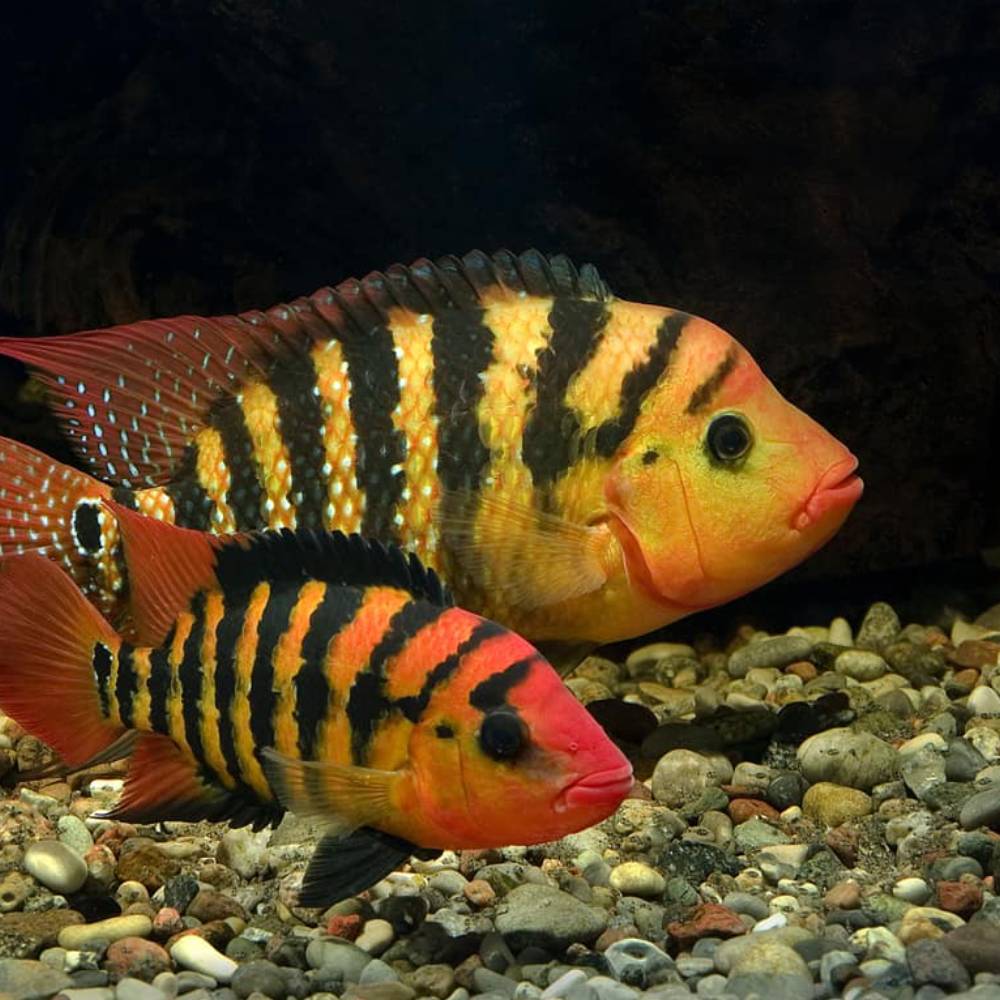 Red Terror – Festae - Roxy Aquarium