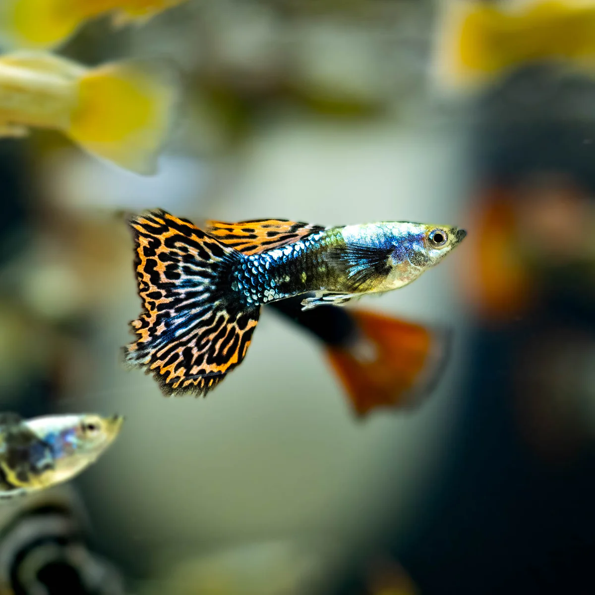 Fancy Male Guppy - Roxy Aquarium