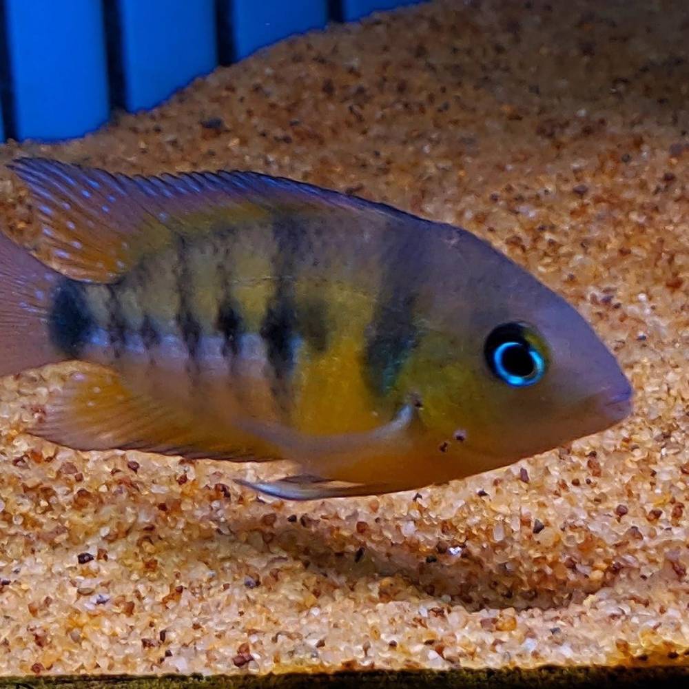 Blue Eyed Cichlid - Roxy Aquarium