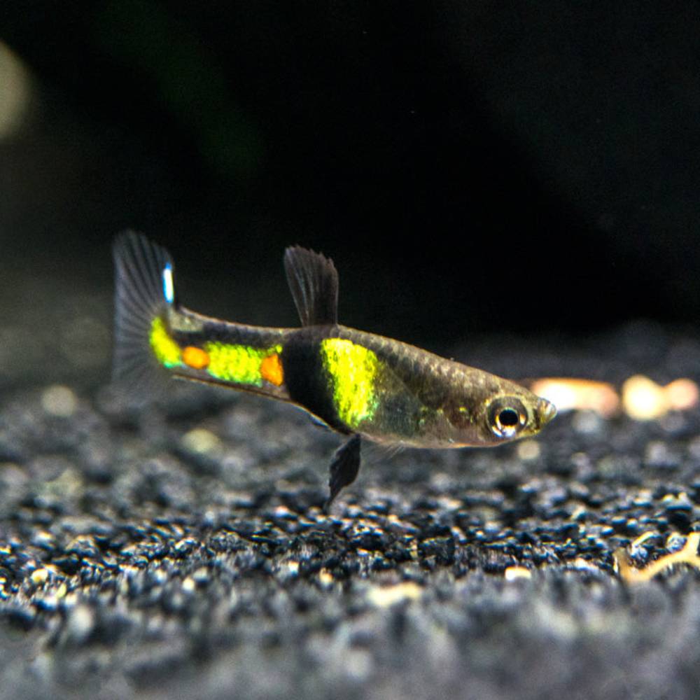 El Tigre Endler Pair - Roxy Aquarium