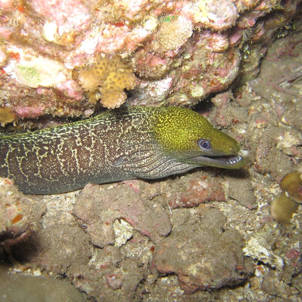 Undulated Mooray Eel - Roxy Aquarium