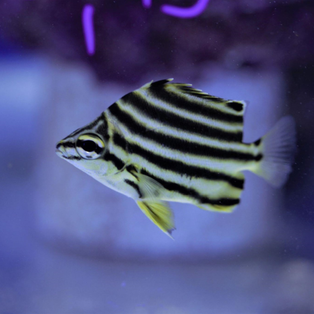 Australian Stripey - Roxy Aquarium