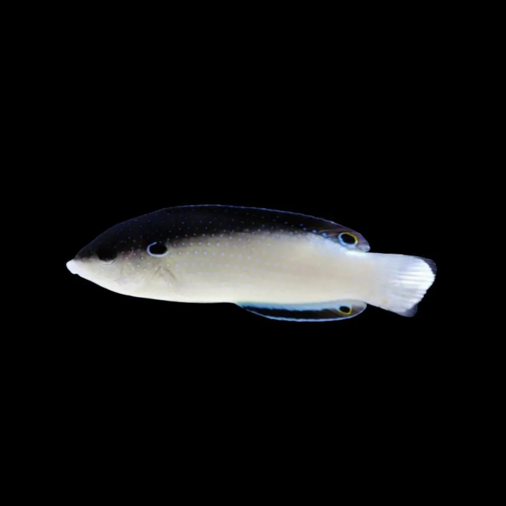 New Guinea Wrasse - Roxy Aquarium
