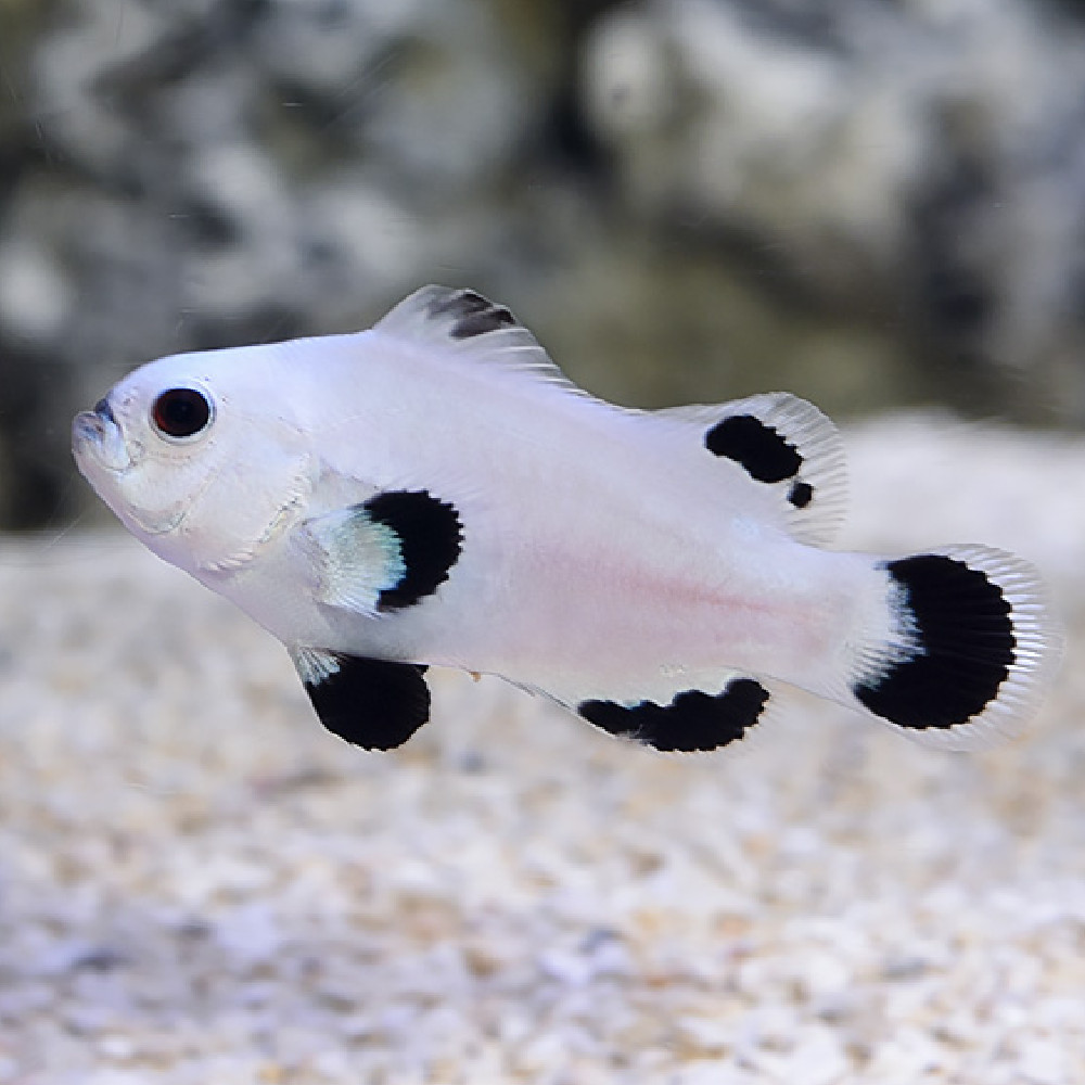 Storm Clown - Roxy Aquarium