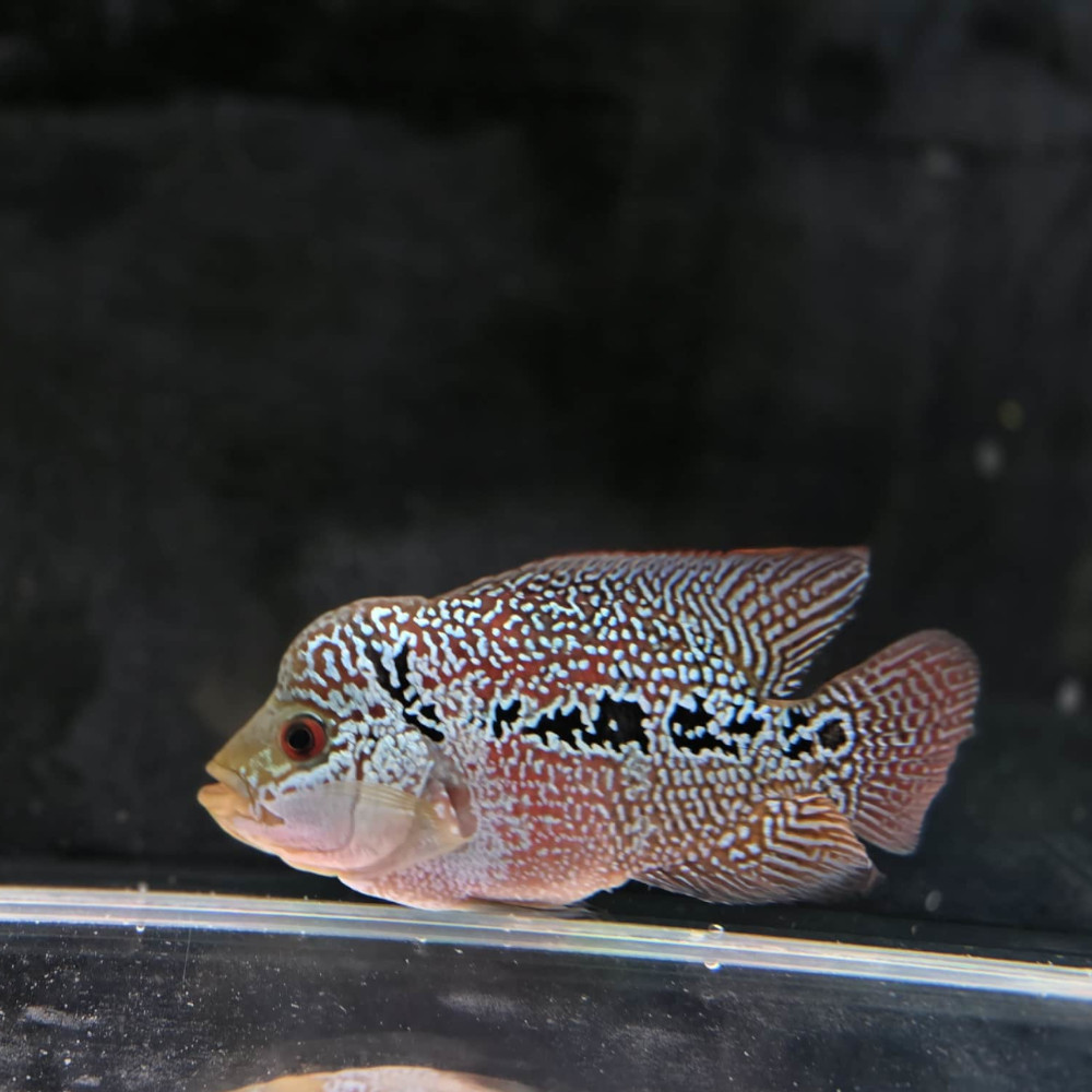 Flowerhorn - Roxy Aquarium