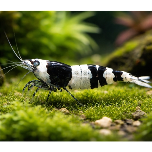 Crystal Black Shrimp (CBS) – Caridina - Roxy Aquarium