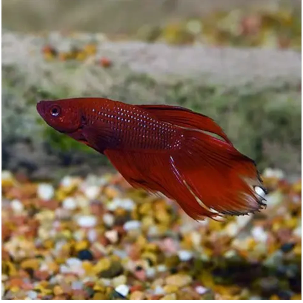 Red Male Betta - Roxy Aquarium
