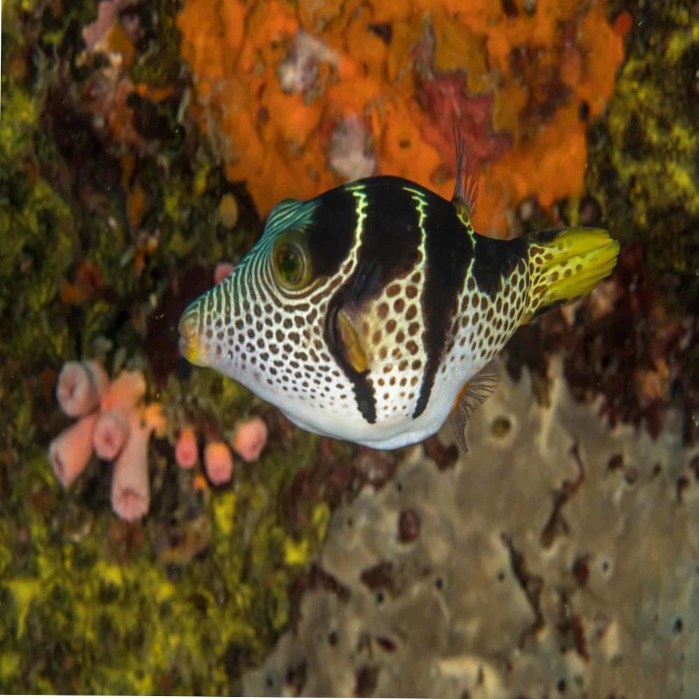 Valentini Puffer - Roxy Aquarium