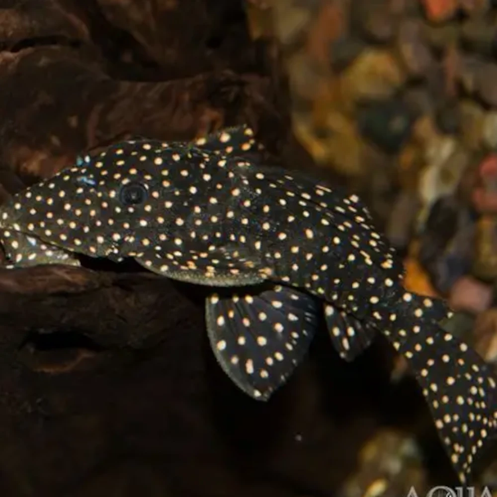 L007 Vampire Pleco - Roxy Aquarium